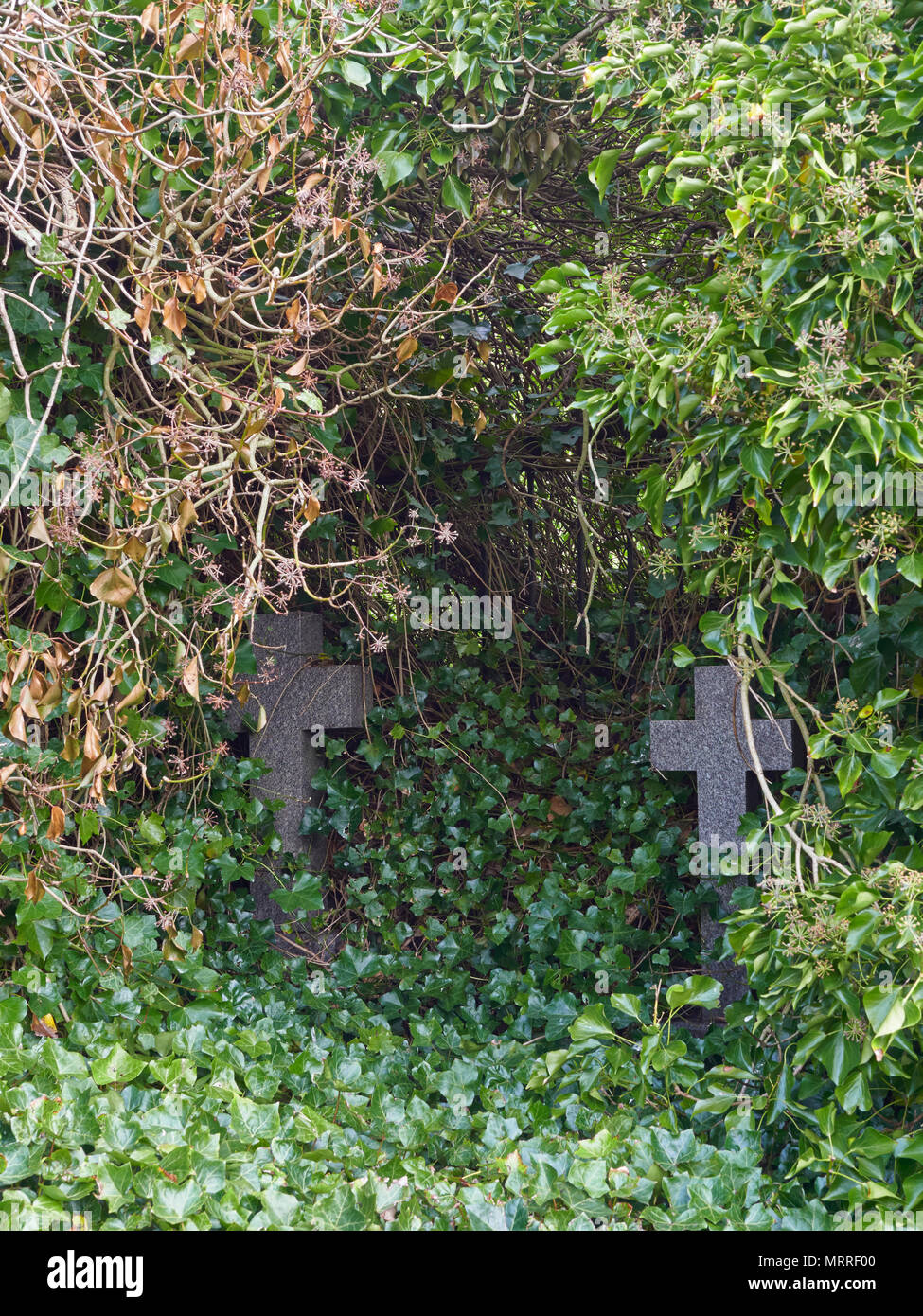 Two Granite Crosses marking Graves, lie hidden under overgrowing ...