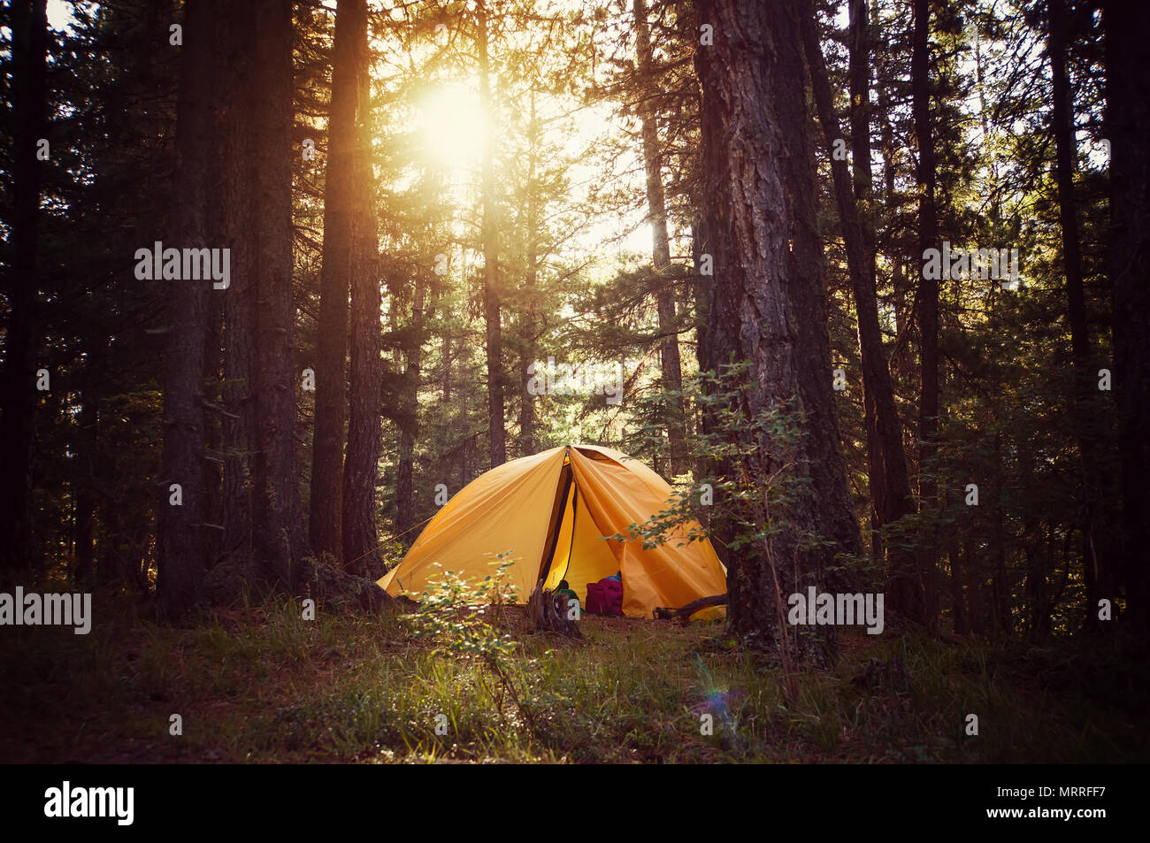 View of tent on meadow in forest at sunrise. Camping background ...