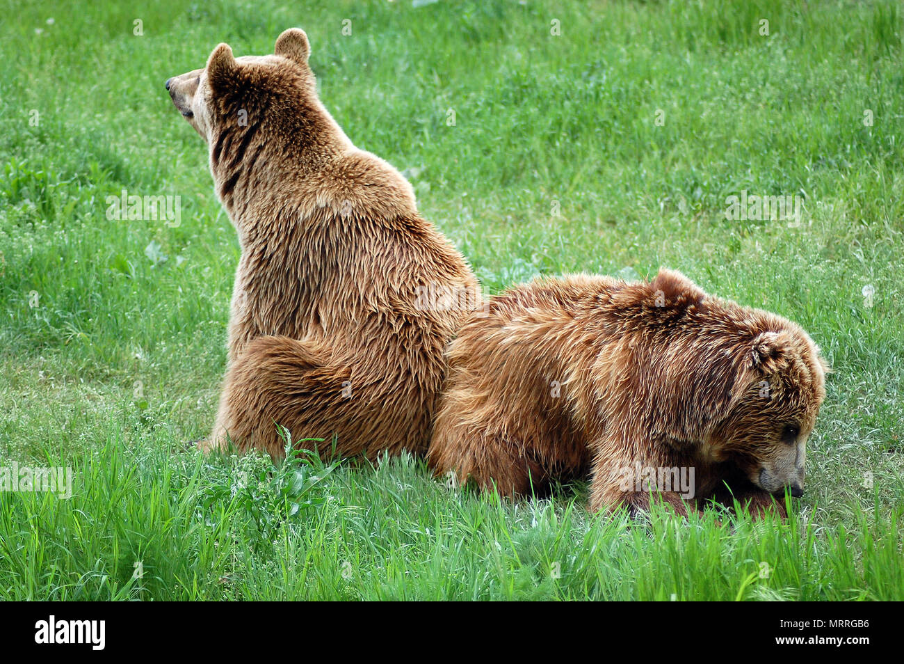 Two bear friends spending a lazy afternoon together as an expression of ...