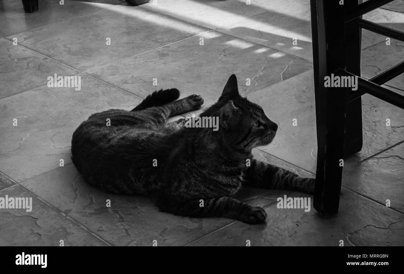 Cat chilling hi-res stock photography and images - Alamy