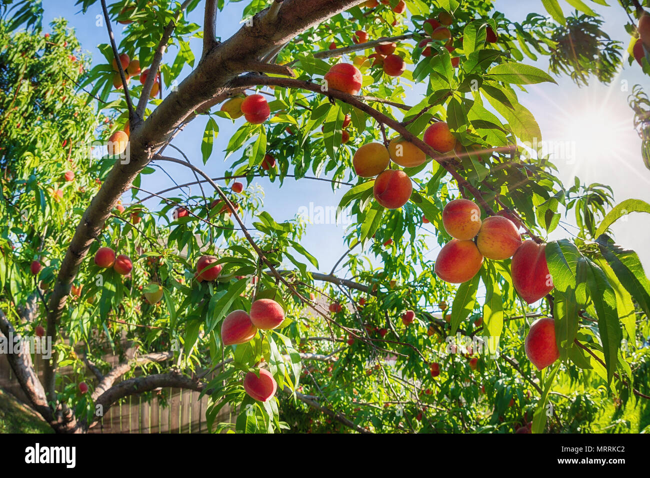 Upward view of peach fruits ripening on tree in the garden. Sun rays ...