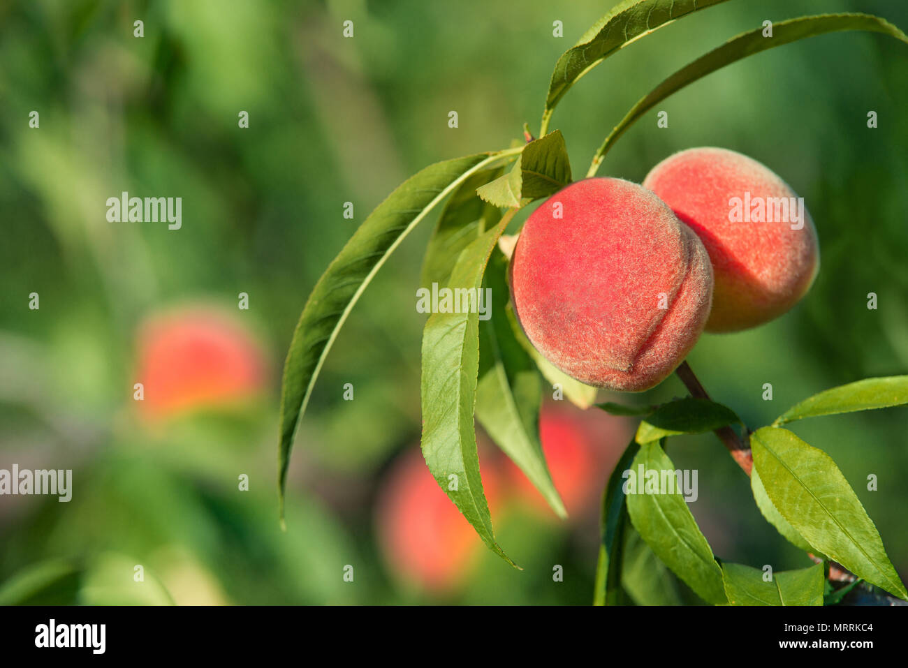 Peaches ripening on tree in hi-res stock photography and images - Alamy