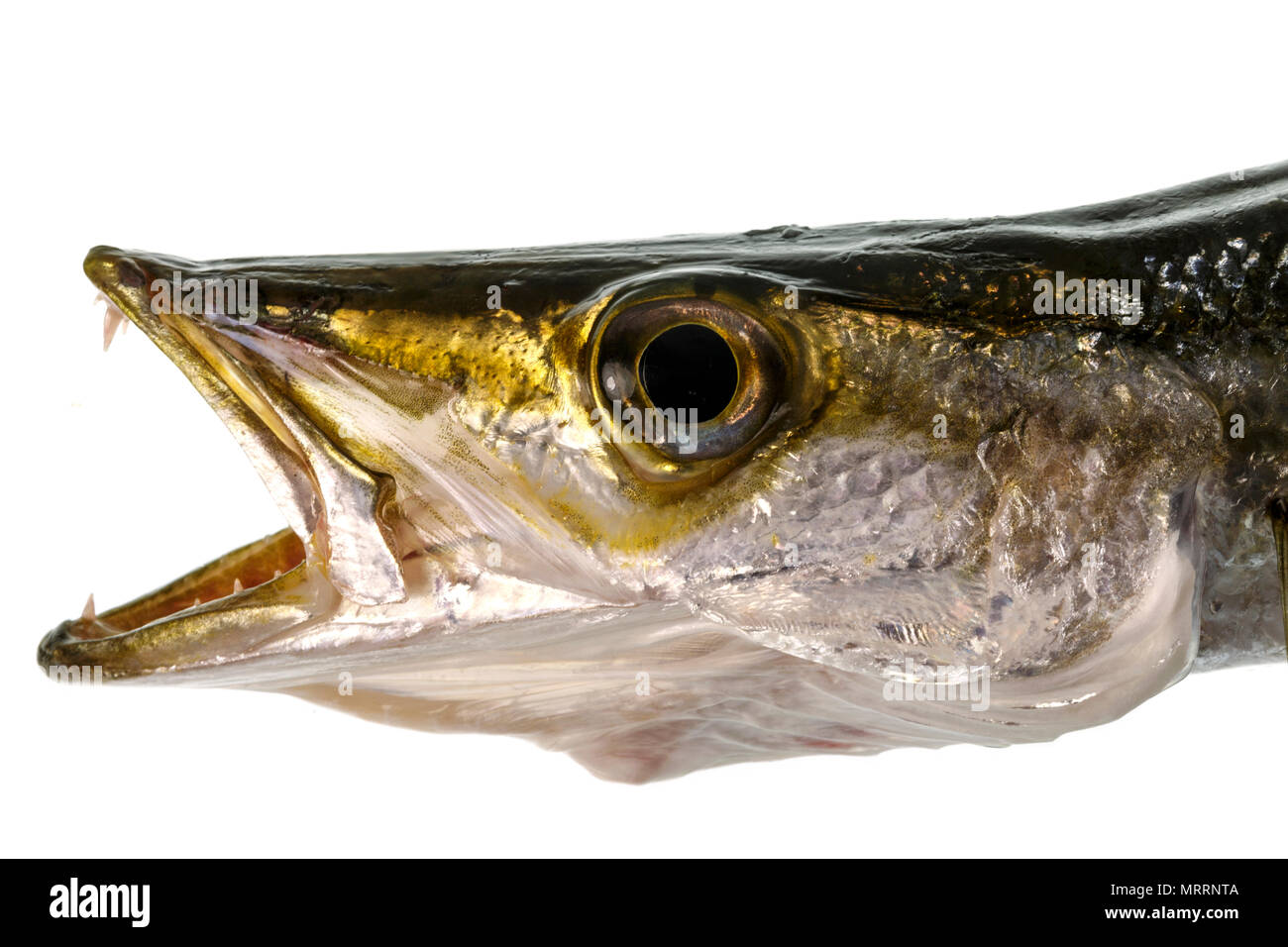 Head of a ferocious marine predator, the yellowtail barracuda or ...
