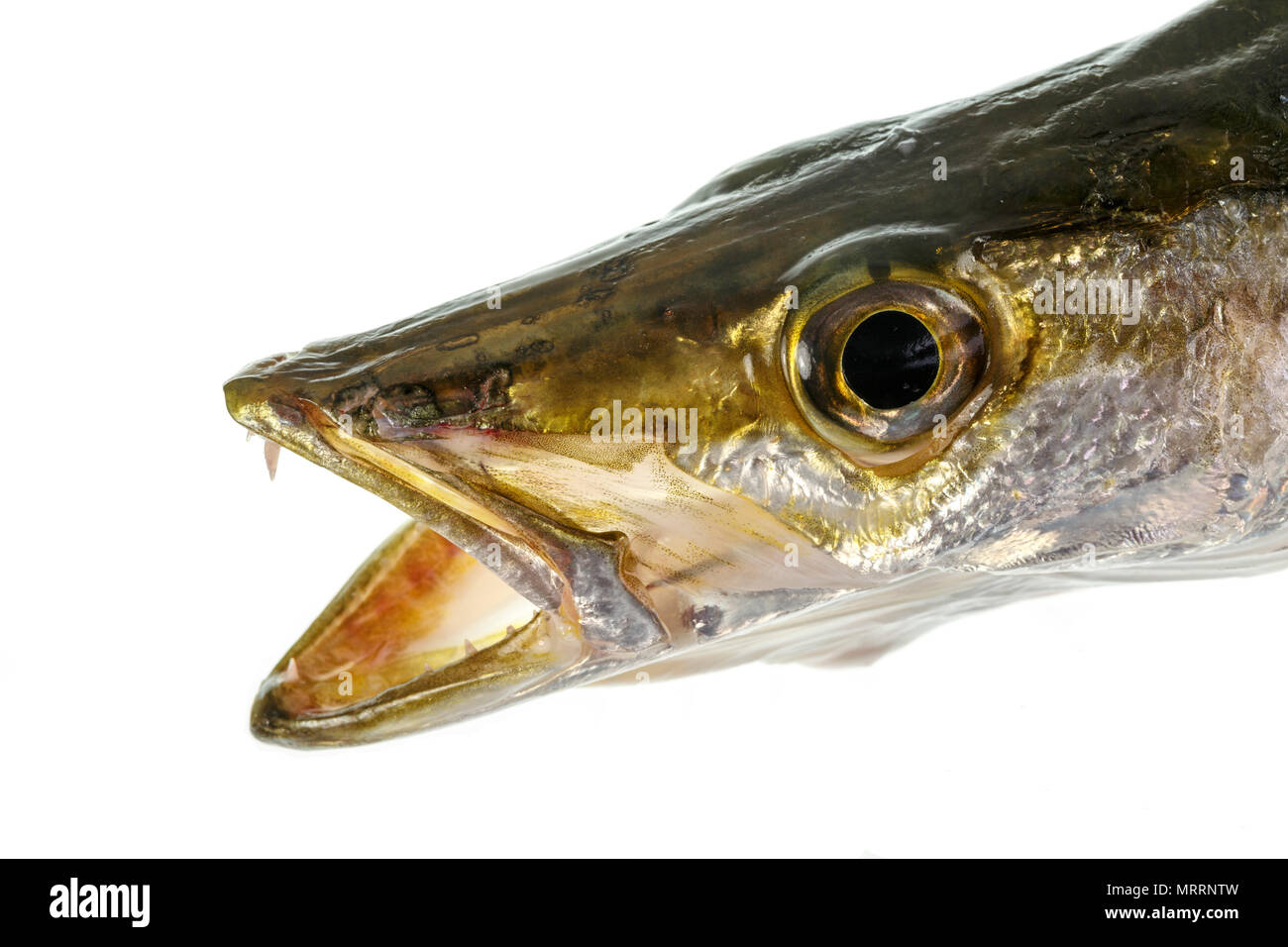 Marine predator hi-res stock photography and images - Alamy