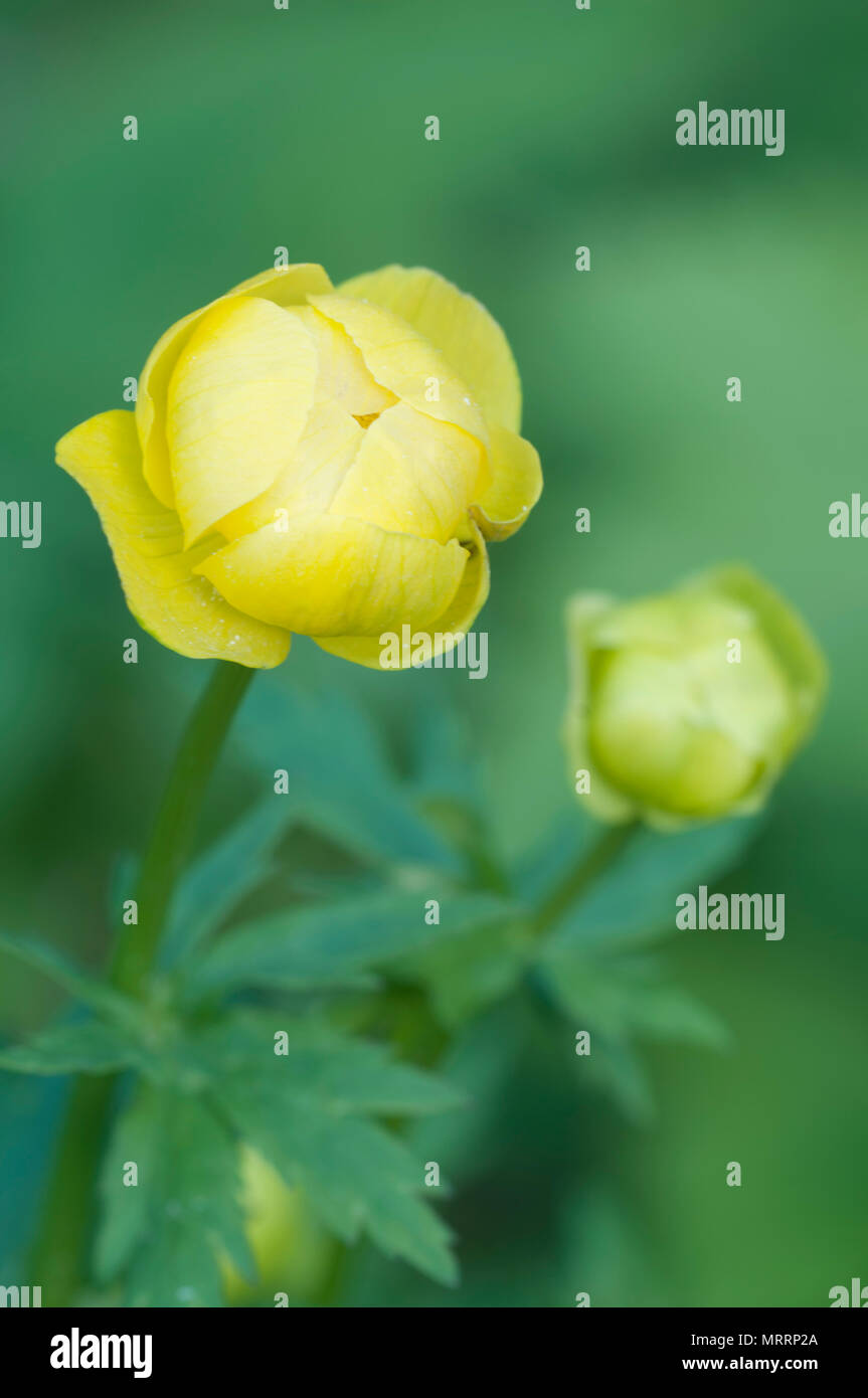 European globeflower (Trollius europaeus) close up shot, local focus ...