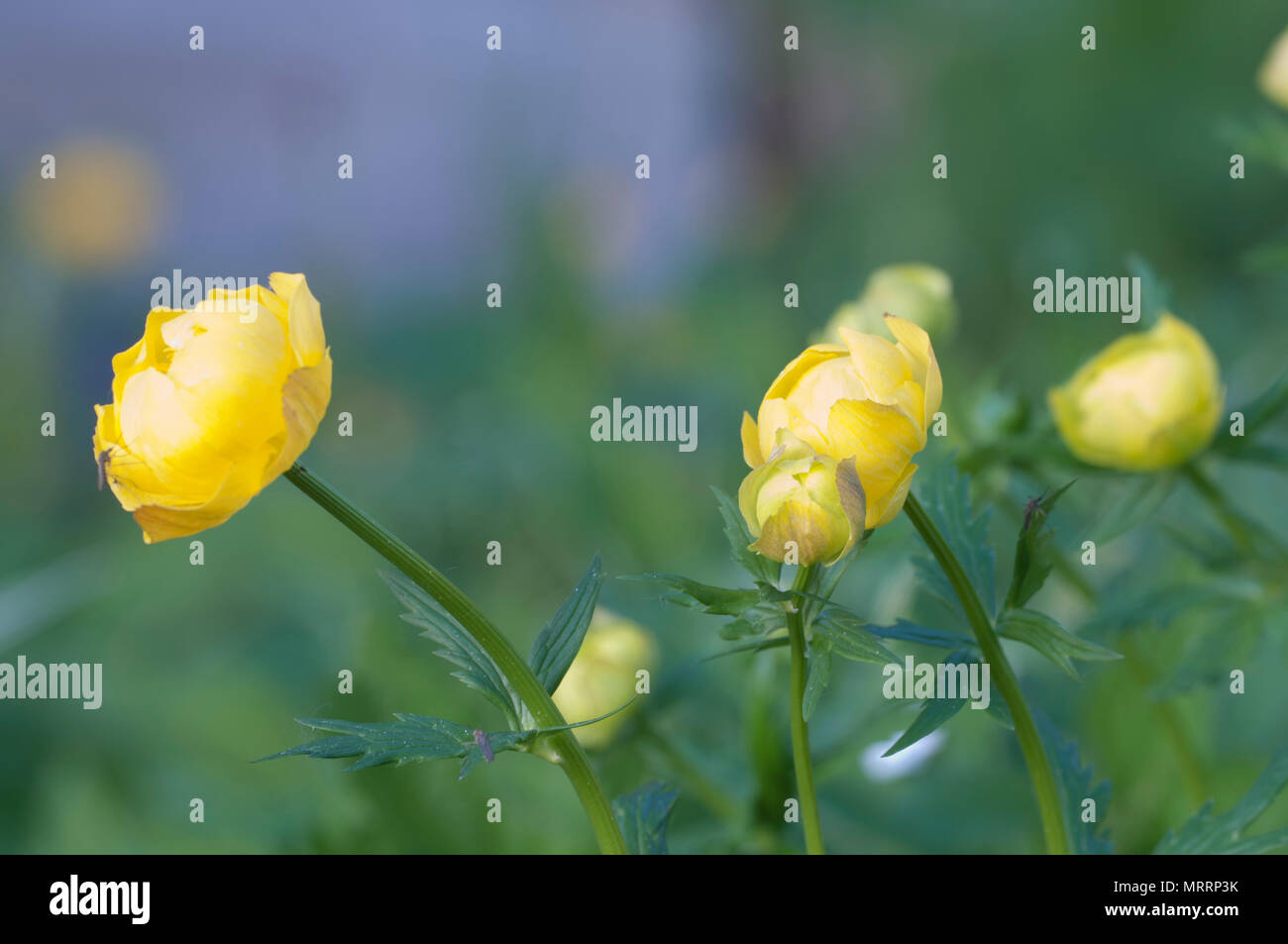 European globeflower (Trollius europaeus) close up shot, local focus ...