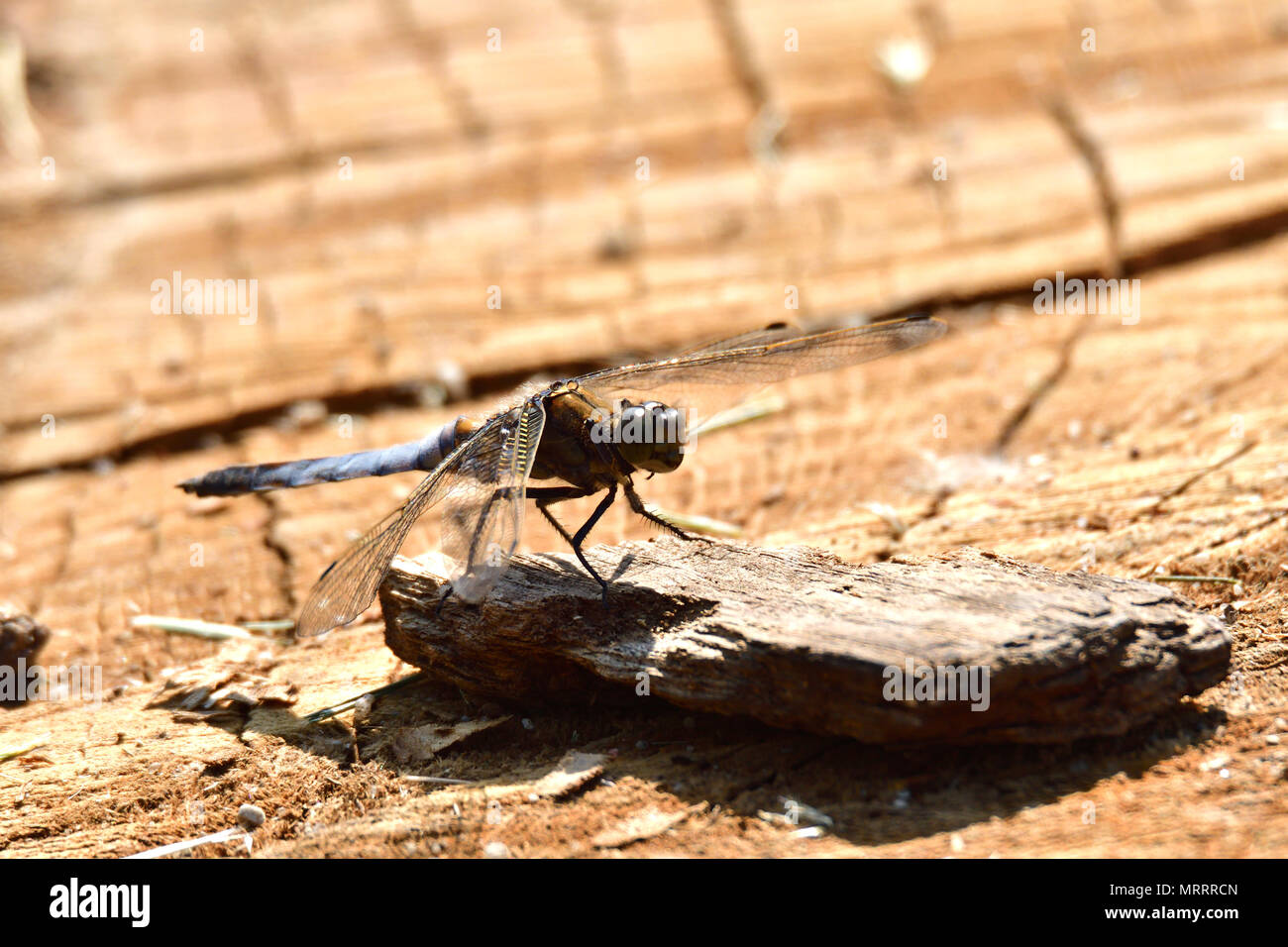 dragonfly flying on the stone Stock Photo - Alamy