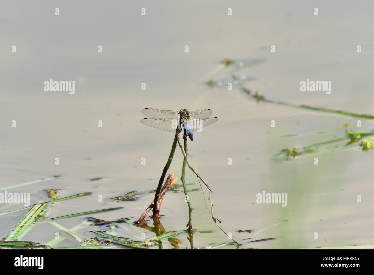 dragonfly flying on the stone Stock Photo - Alamy