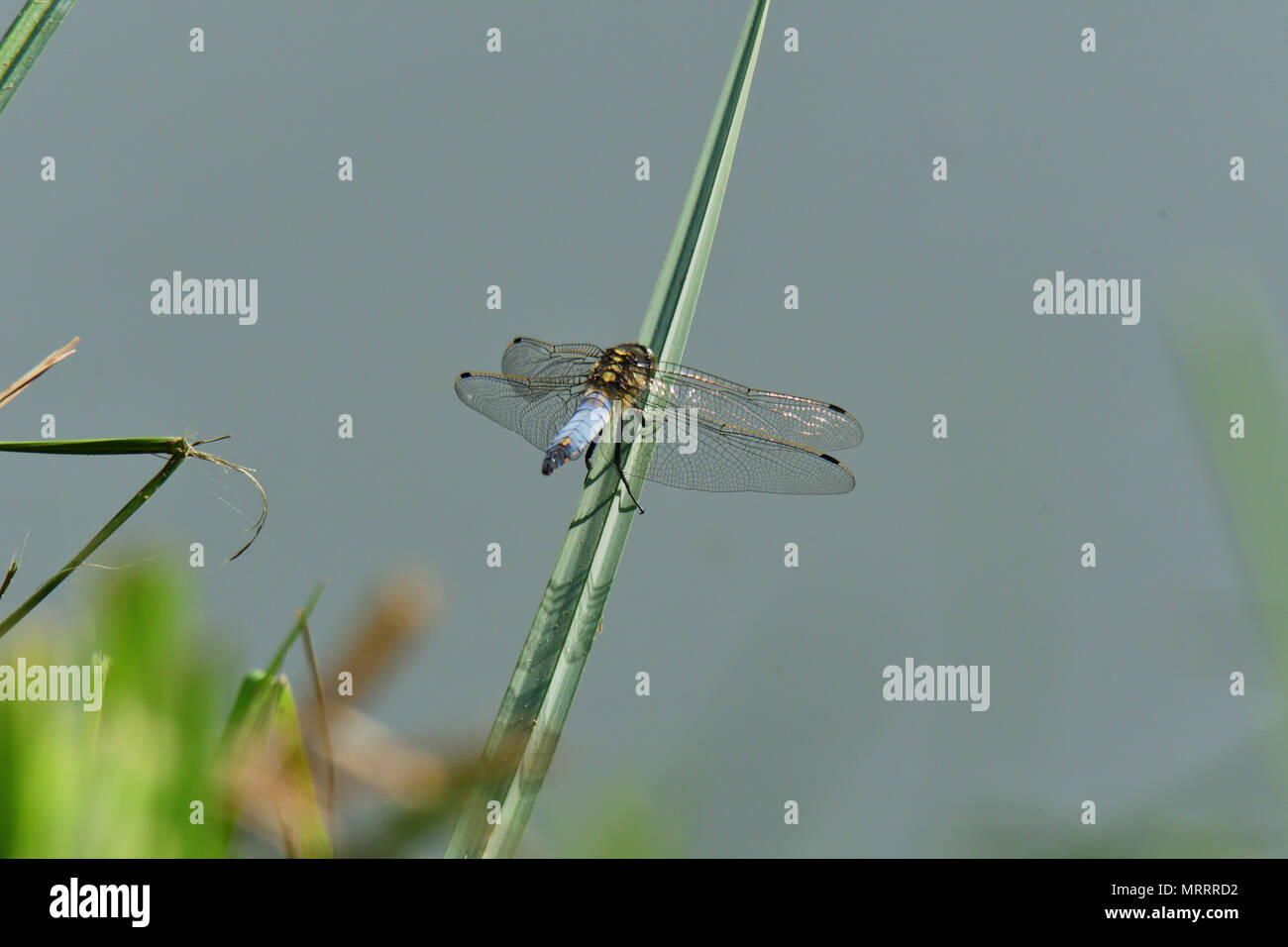 dragonfly flying on the stone Stock Photo - Alamy