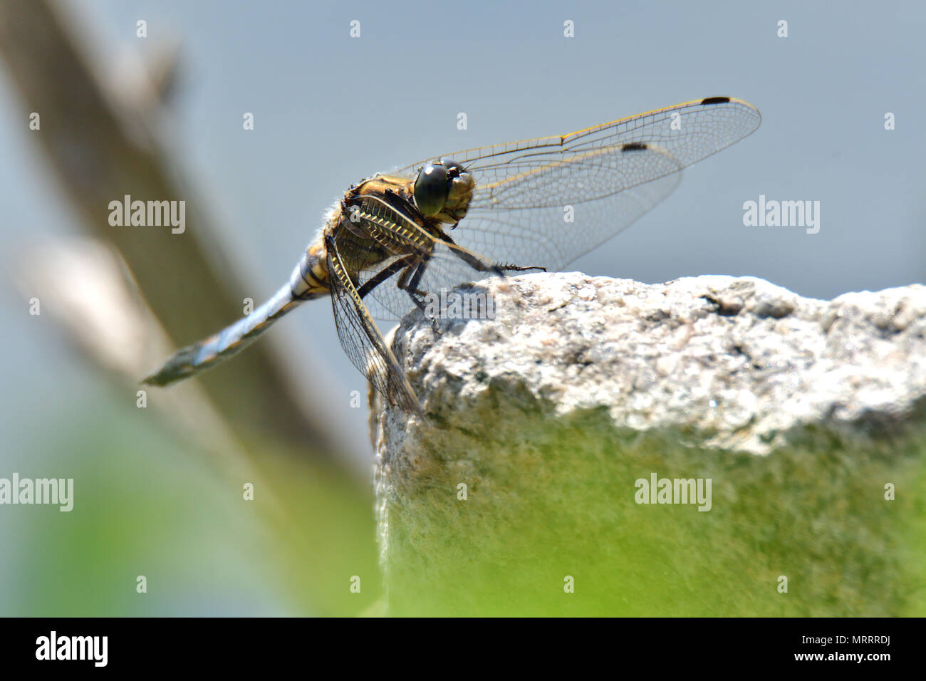 dragonfly flying on the stone Stock Photo - Alamy
