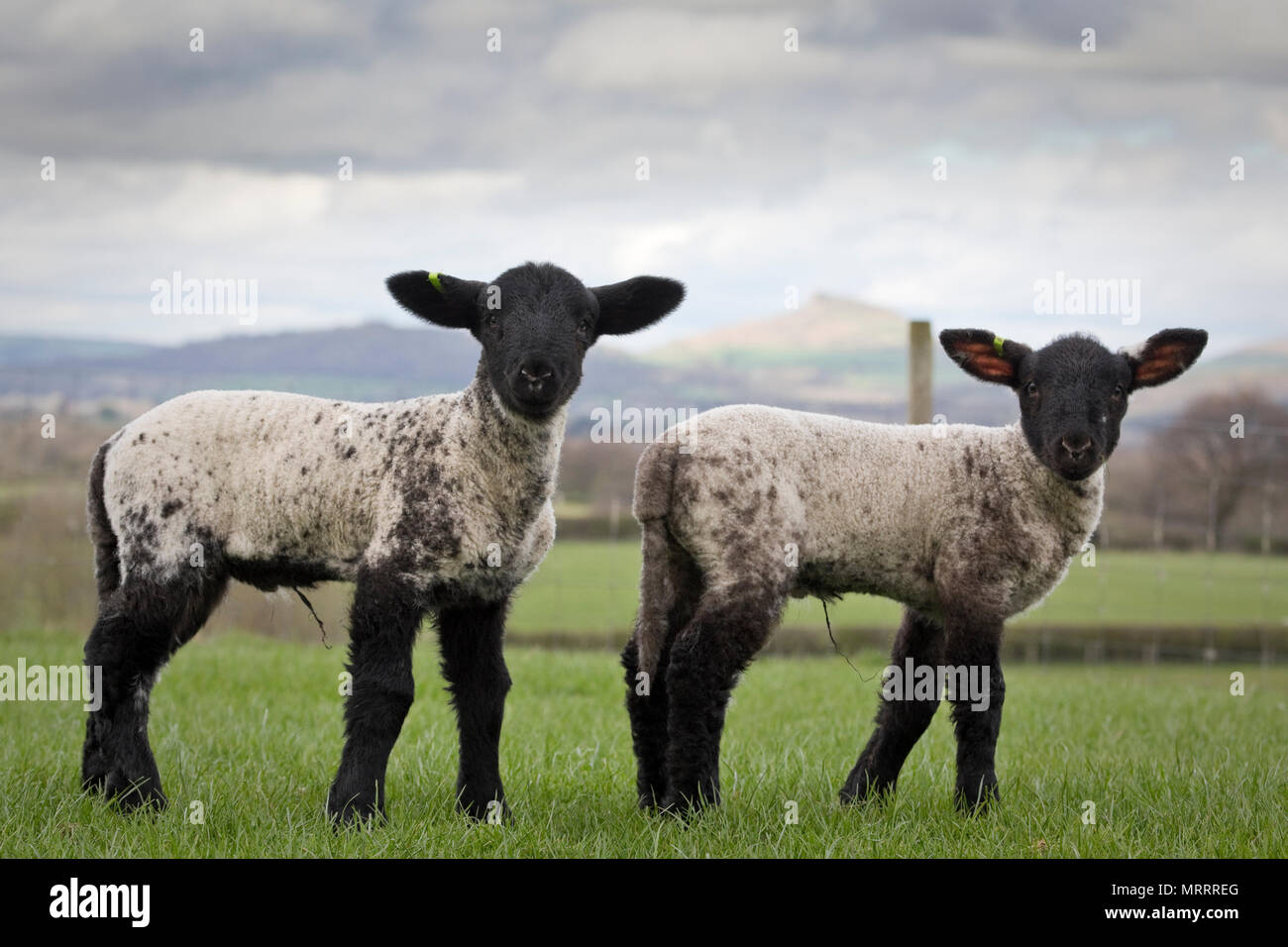 Lambs in a field in North Yorkshire, England, United Kingdom Stock ...