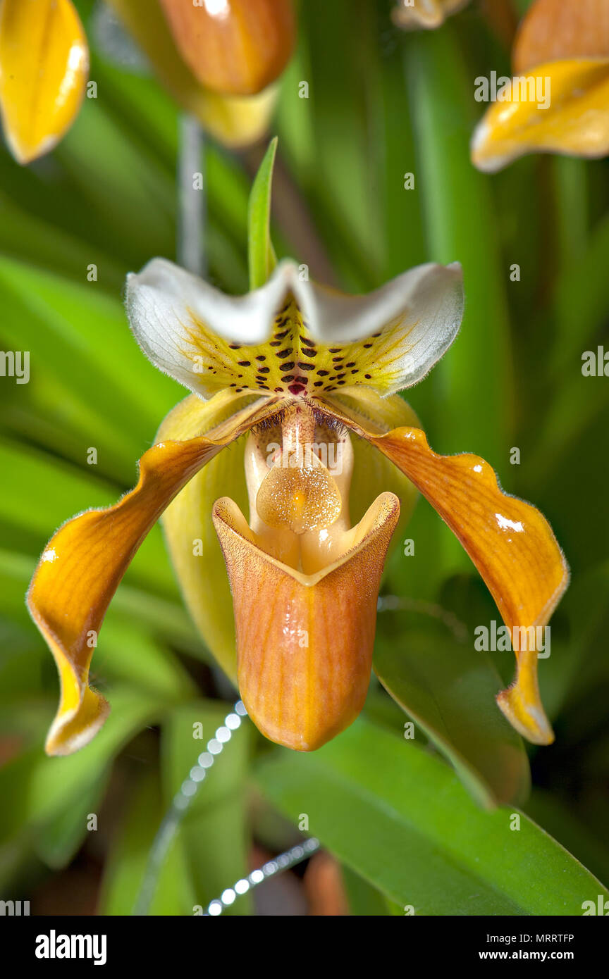 Glossy greenish yellow orchid, known as Lady’s Slipper. Common name is ...