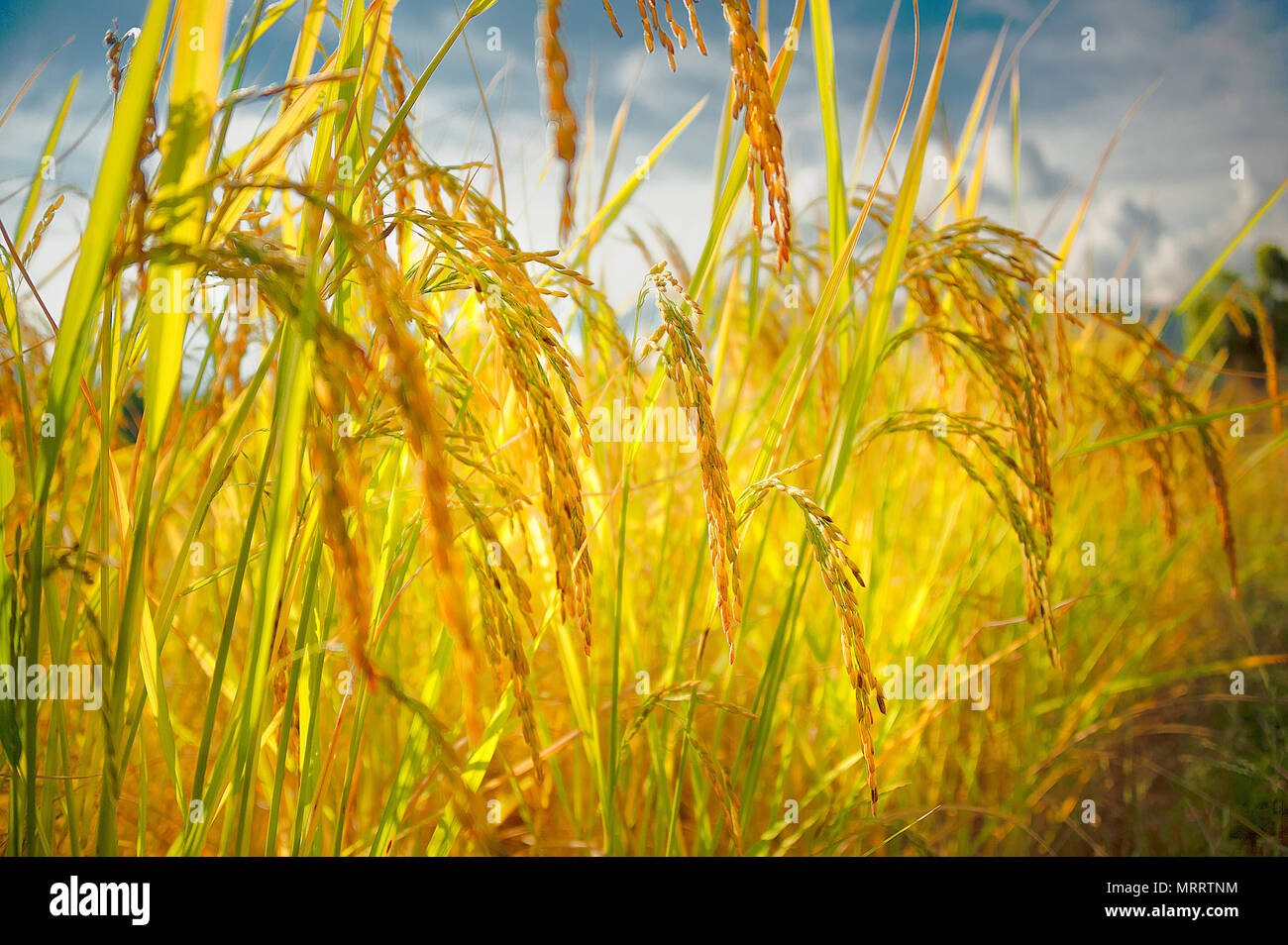 Golden rice field. Close up of rice stalks. Rice paddy field Stock ...