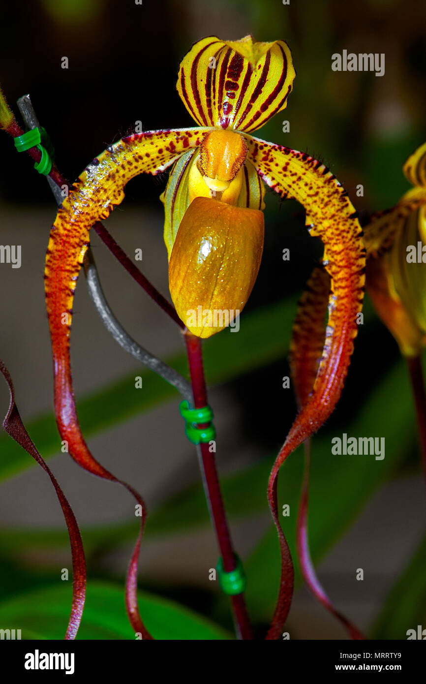 Sander’s Pride Orchids. Sander’s Pride, Exotic orchid with a delightful ...