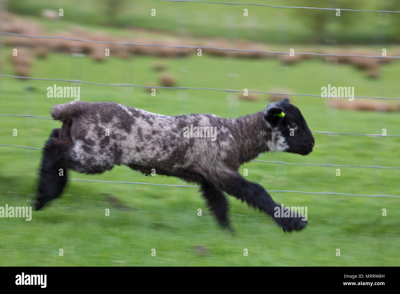Lambs running in field hi-res stock photography and images - Alamy