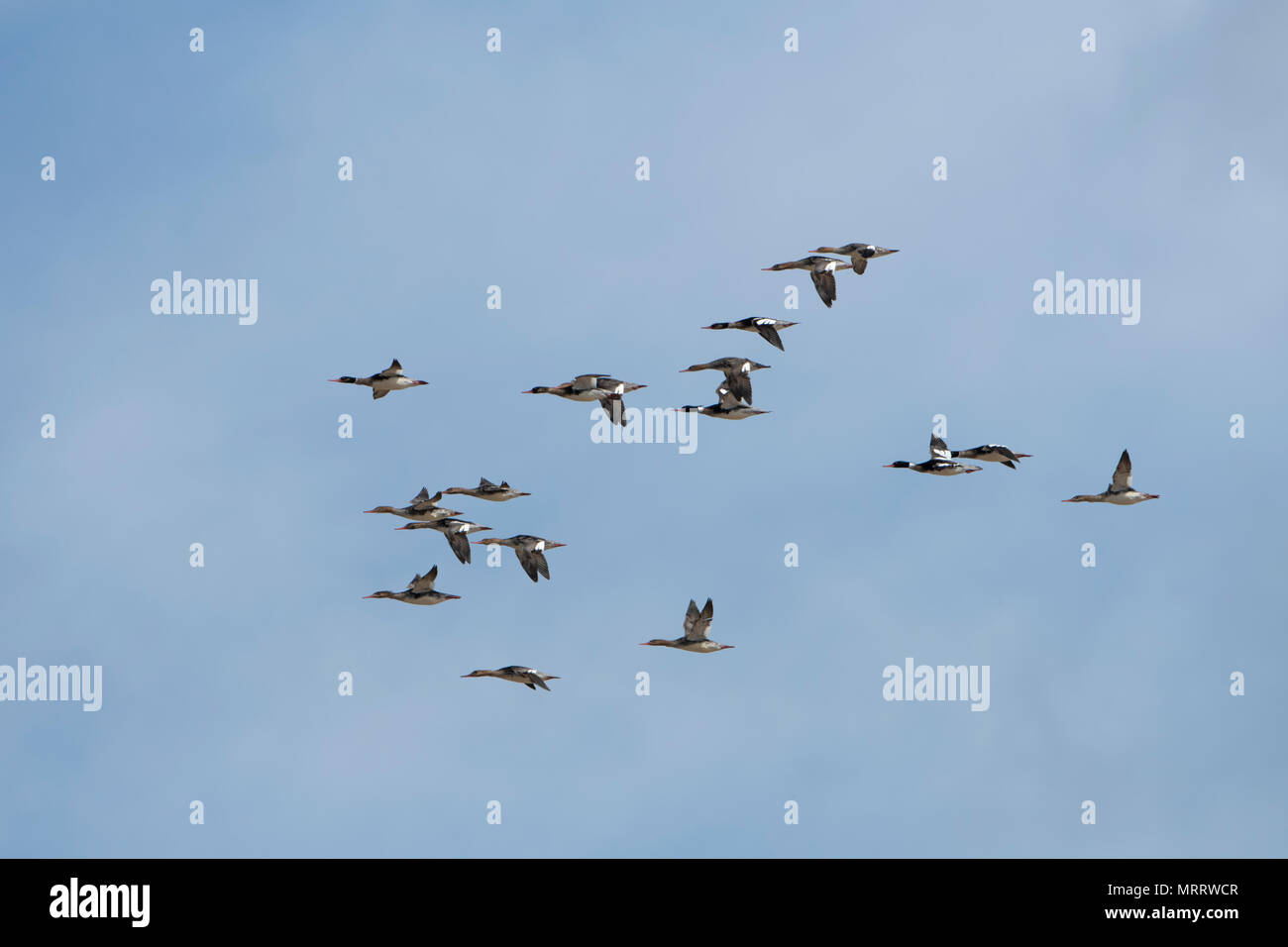 Flying red breasted merganser uk hi-res stock photography and images ...
