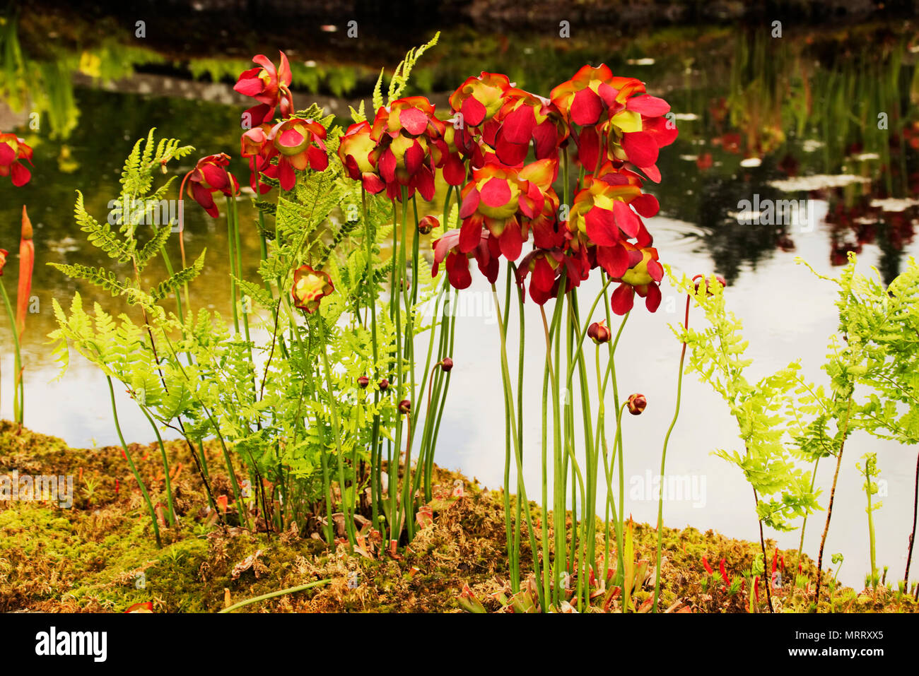 Vegetable cold rose red green detail central europe botana ...