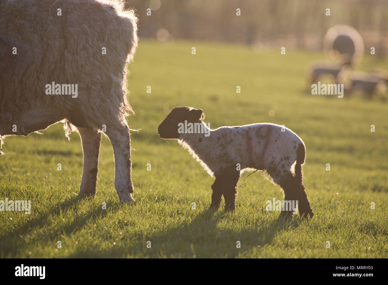 North country mule sheep hi-res stock photography and images - Alamy