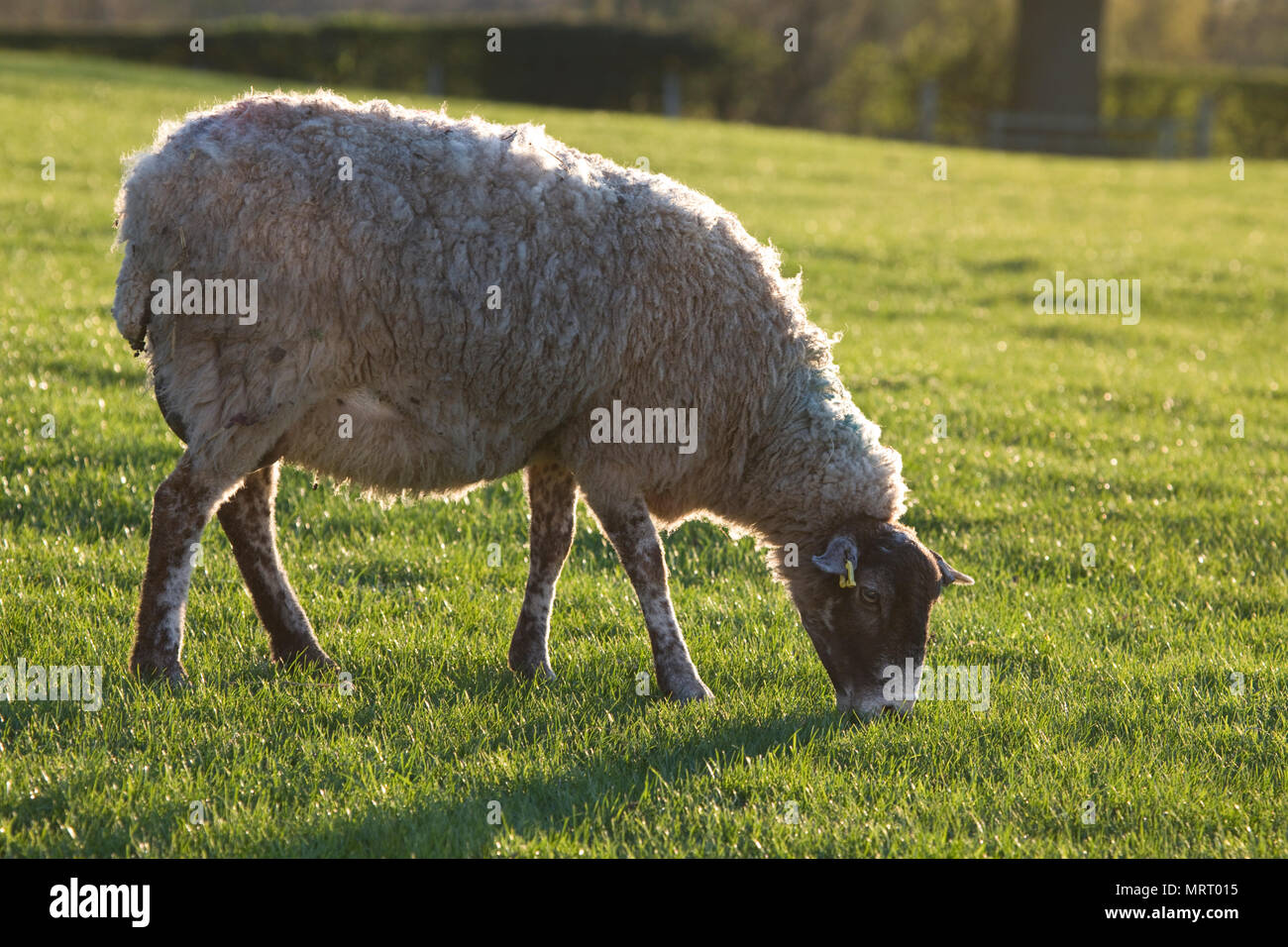 North country mule ewe sheep hi-res stock photography and images - Alamy