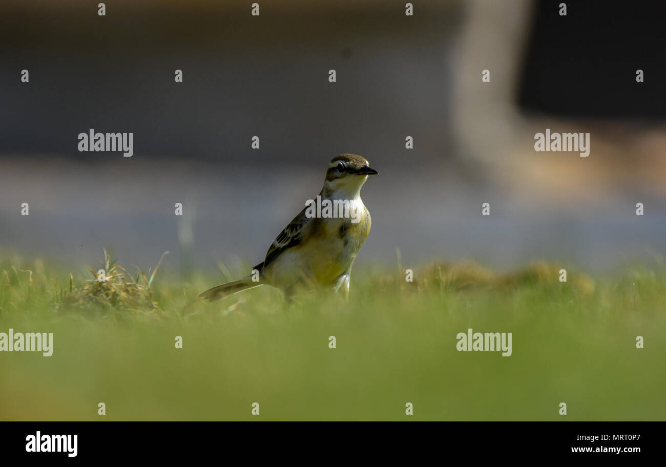 small bird alone in the garden Stock Photo - Alamy