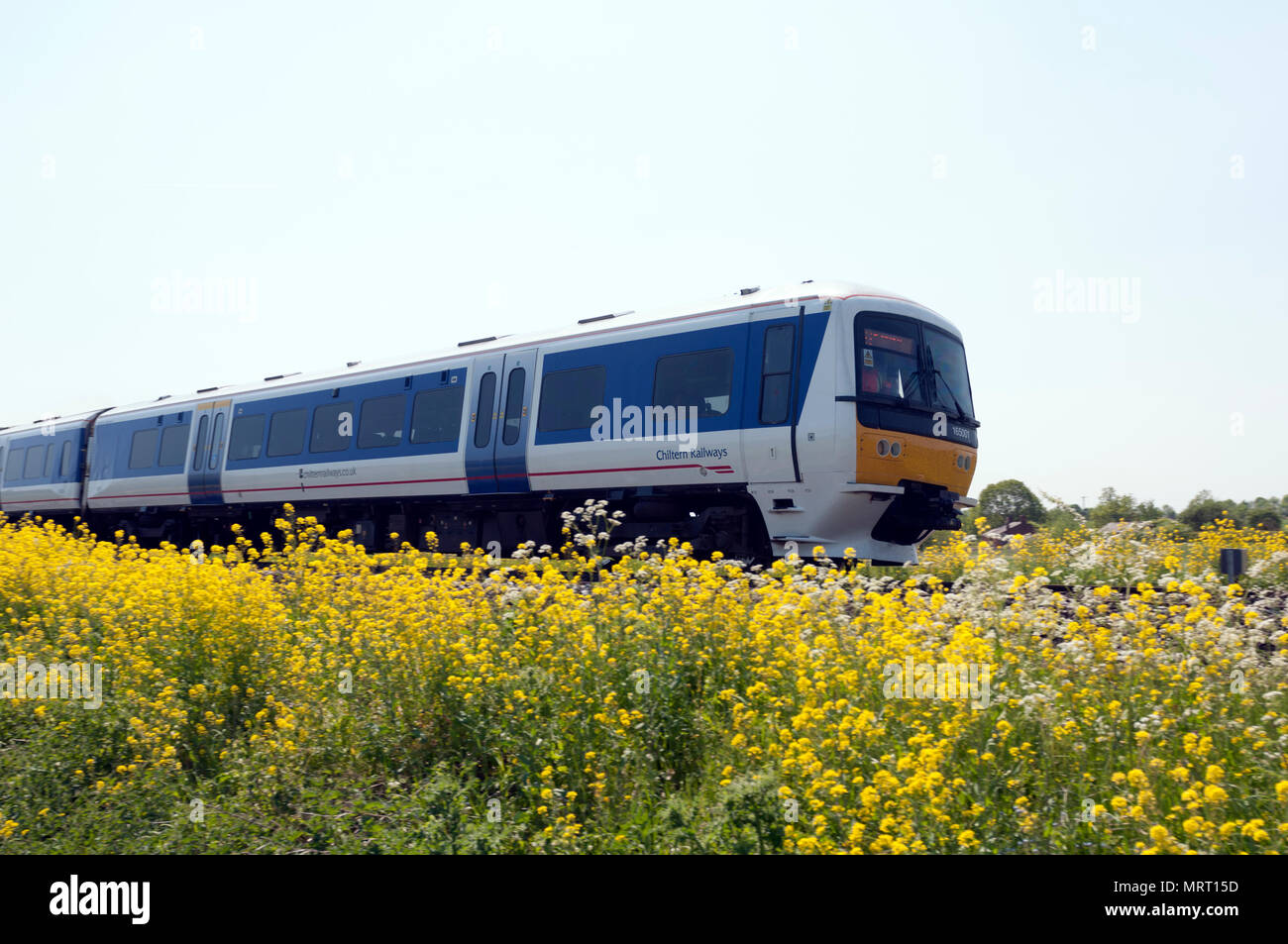 Chiltern Railways class 165 train passing lineside flowers, King`s ...