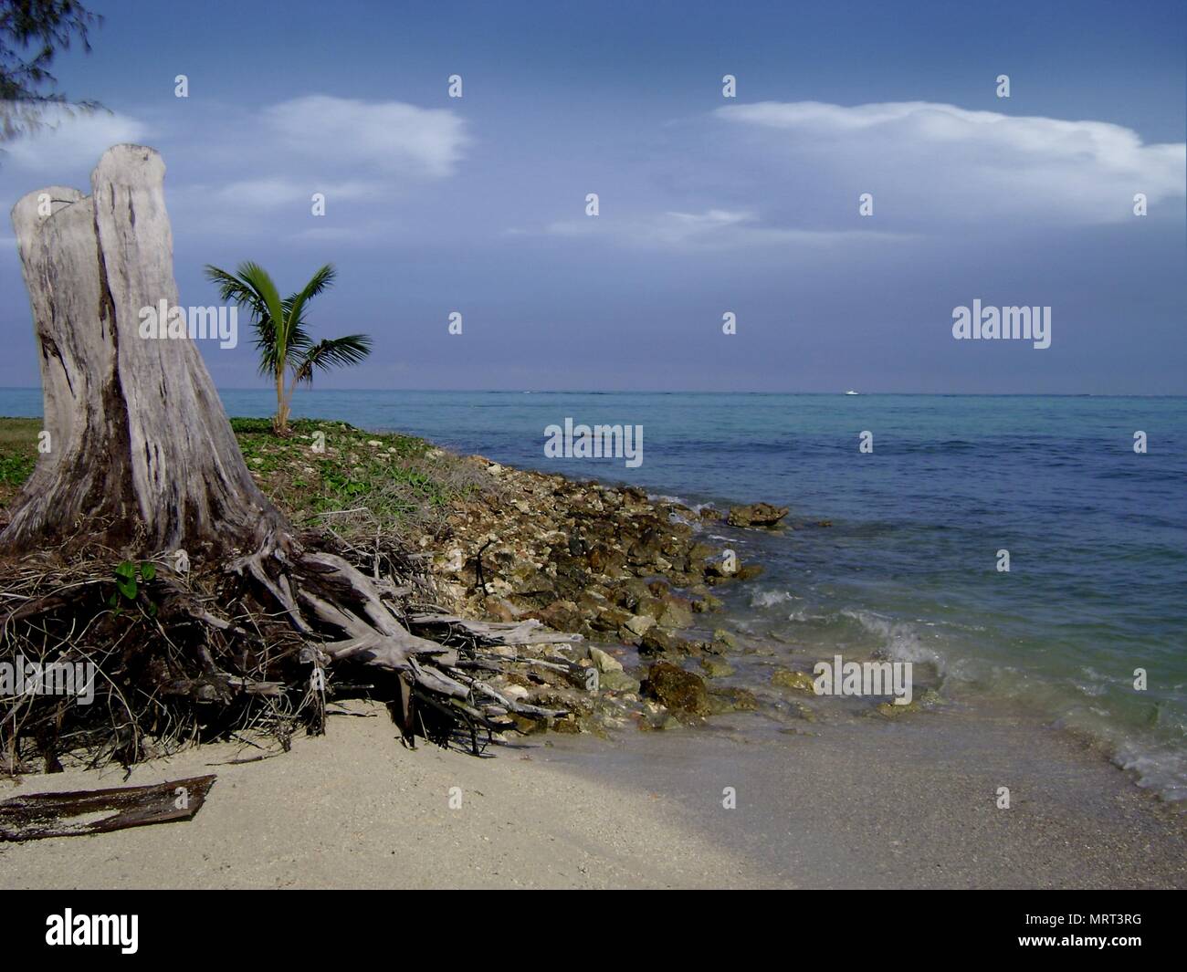 A tree stump with roots jutting out from an eroded portion of Micro ...