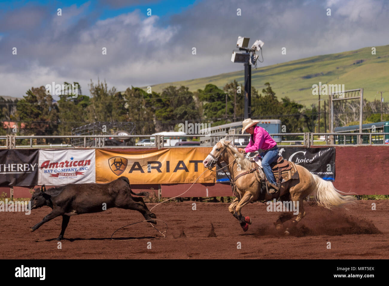 Hawaii cattlemen hi-res stock photography and images - Alamy