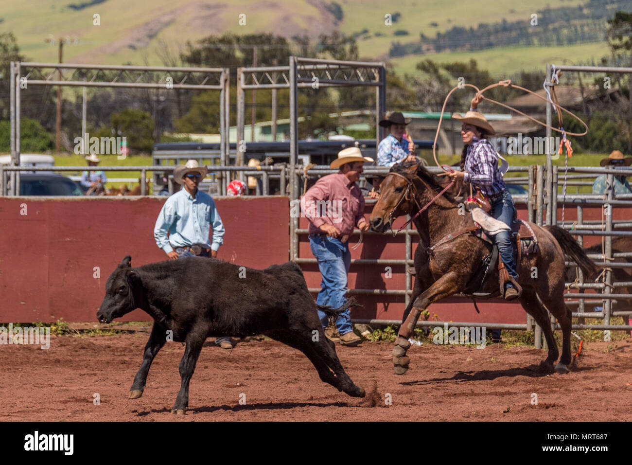 Hawaii cattlemen hi-res stock photography and images - Alamy