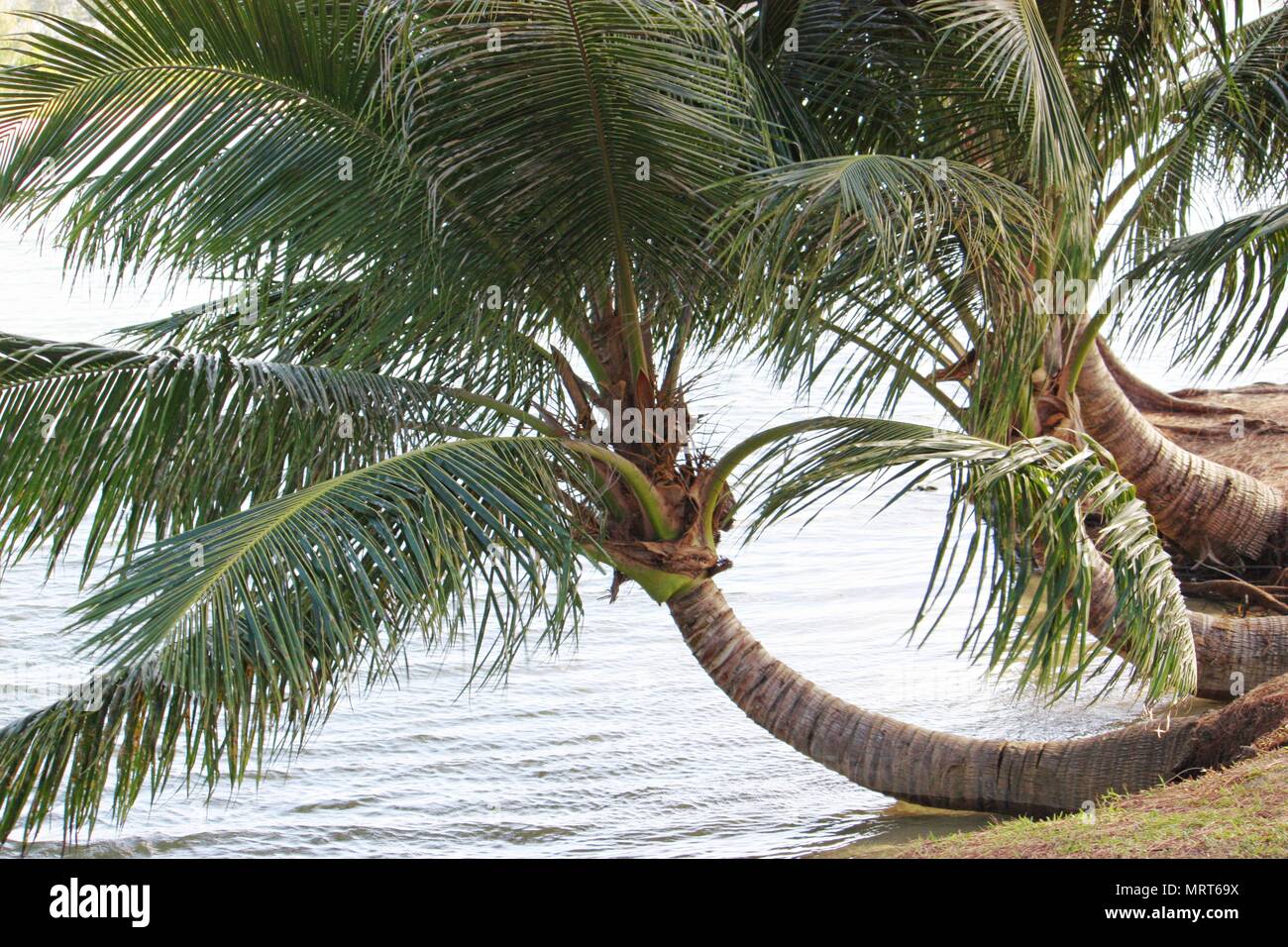 Bent coconut tree hi-res stock photography and images - Alamy