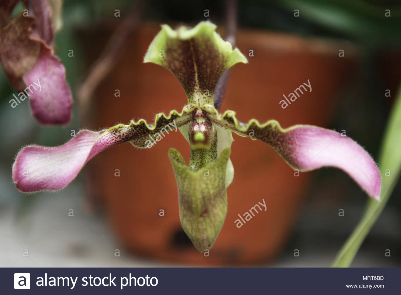 Sikkim Orchid High Resolution Stock Photography and Images - Alamy