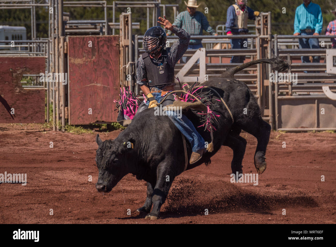 Rodeo Hawaii High School State Finals The Big Island Bull-riding Stock ...