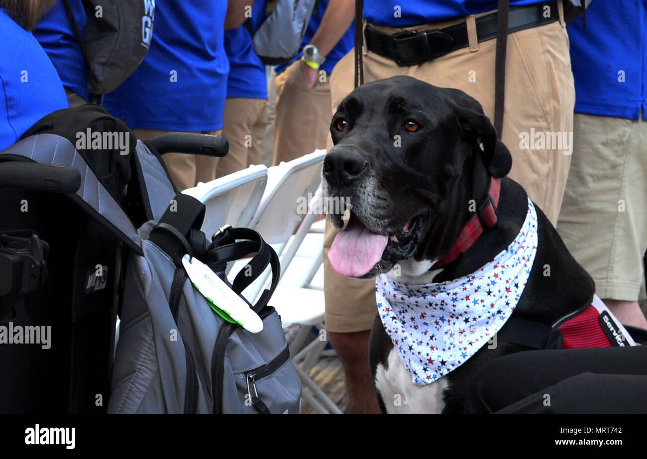 Hans, a service dog partnered with U.S. Air Force veteran Justin Fuchs ...