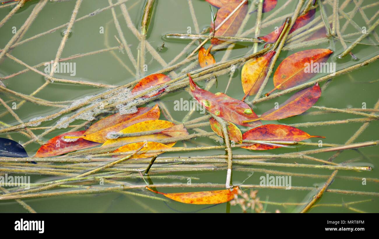 Leaves fallen from a tree float among twigs and bushes in the water ...