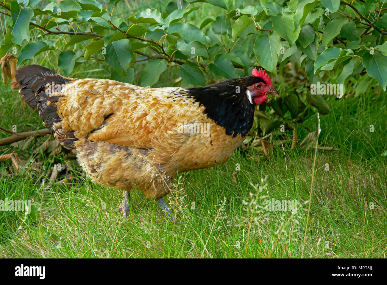 German chicken breed hi-res stock photography and images - Alamy