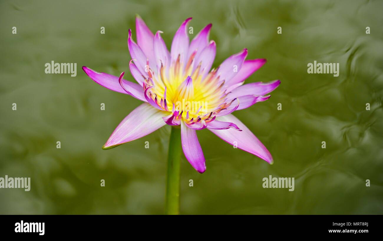 Wilting lily hi-res stock photography and images - Alamy