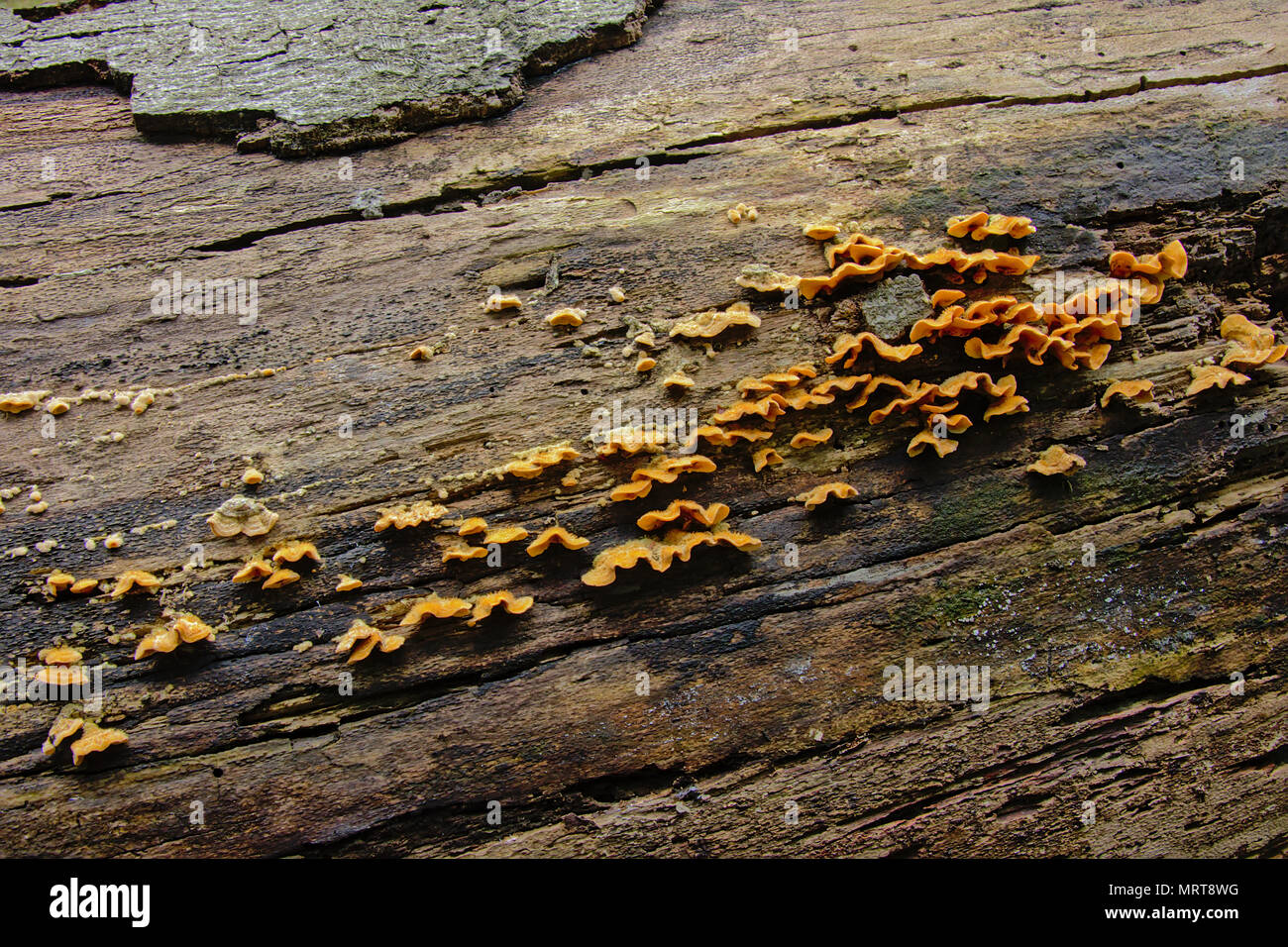 Curly cream colored mushrooms growing on the trunk of a fallen tree in ...