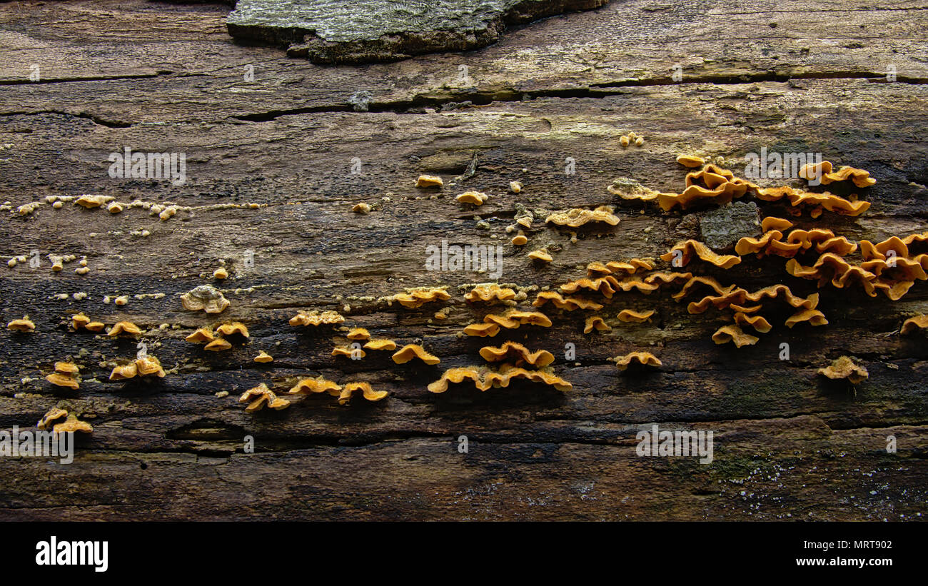 Curly trunk hi-res stock photography and images - Alamy