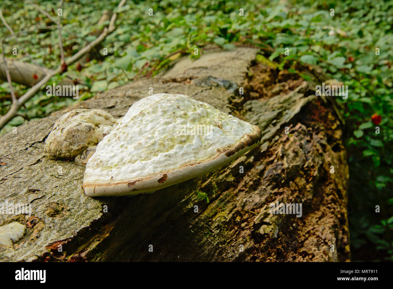 White conk mushrooms growing on a tree in the forest, selective focus ...
