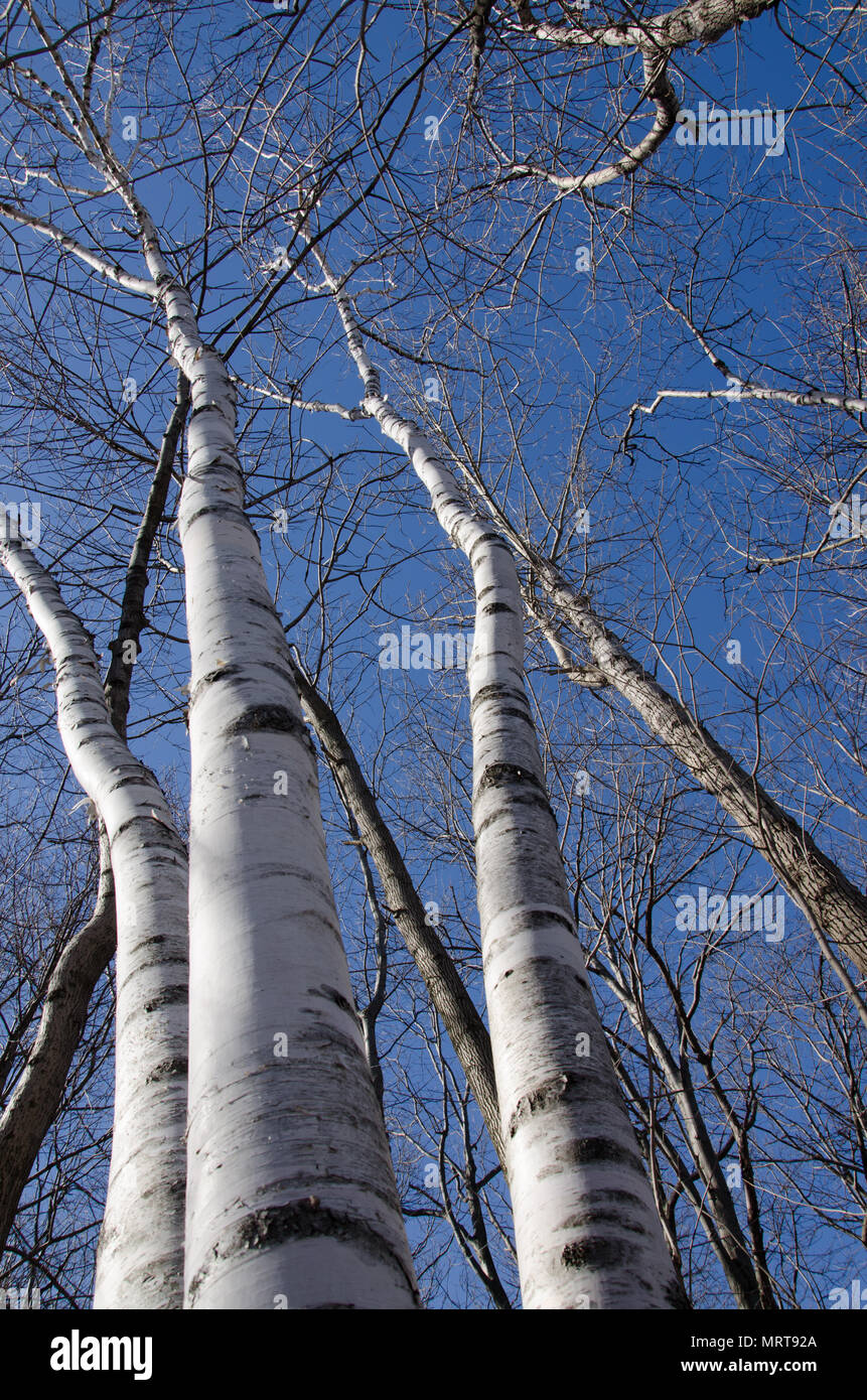 Spring Birch trees against the bright morning blue sky Stock Photo - Alamy