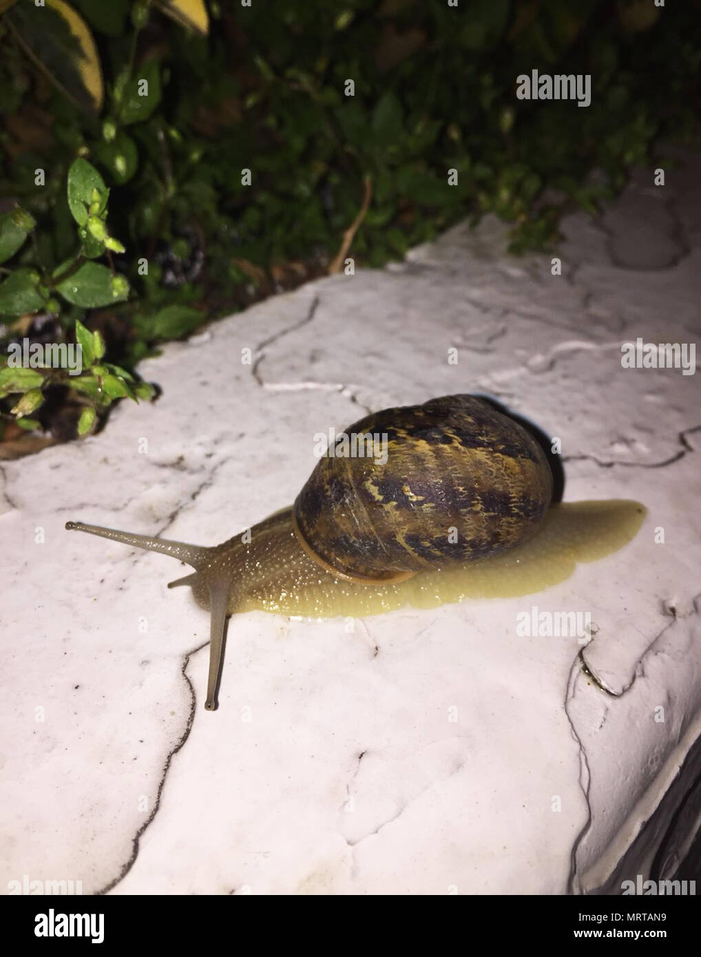 snail after rain Stock Photo - Alamy
