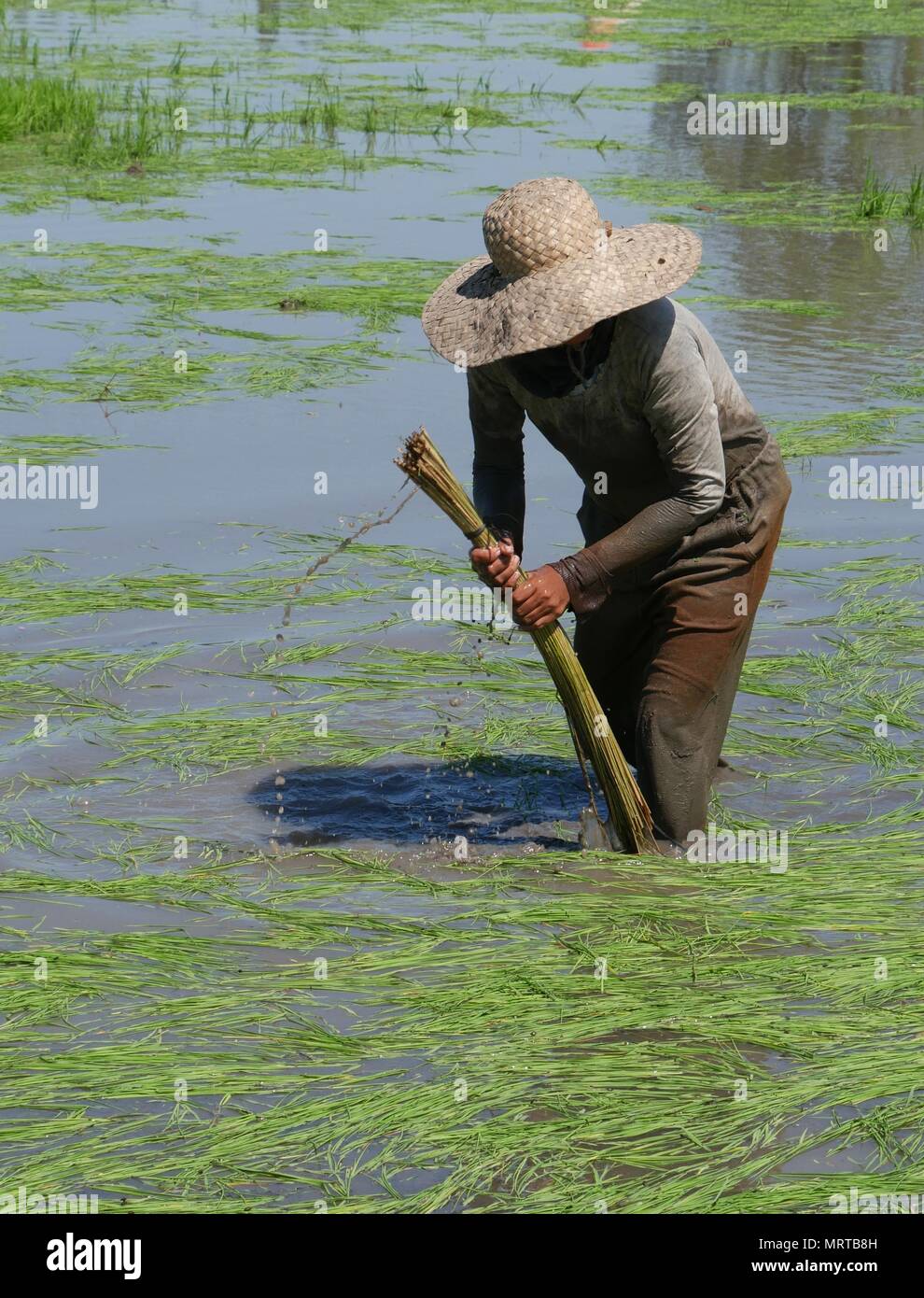 A female rice field worker wades in the muddy paddies to prepare the ...