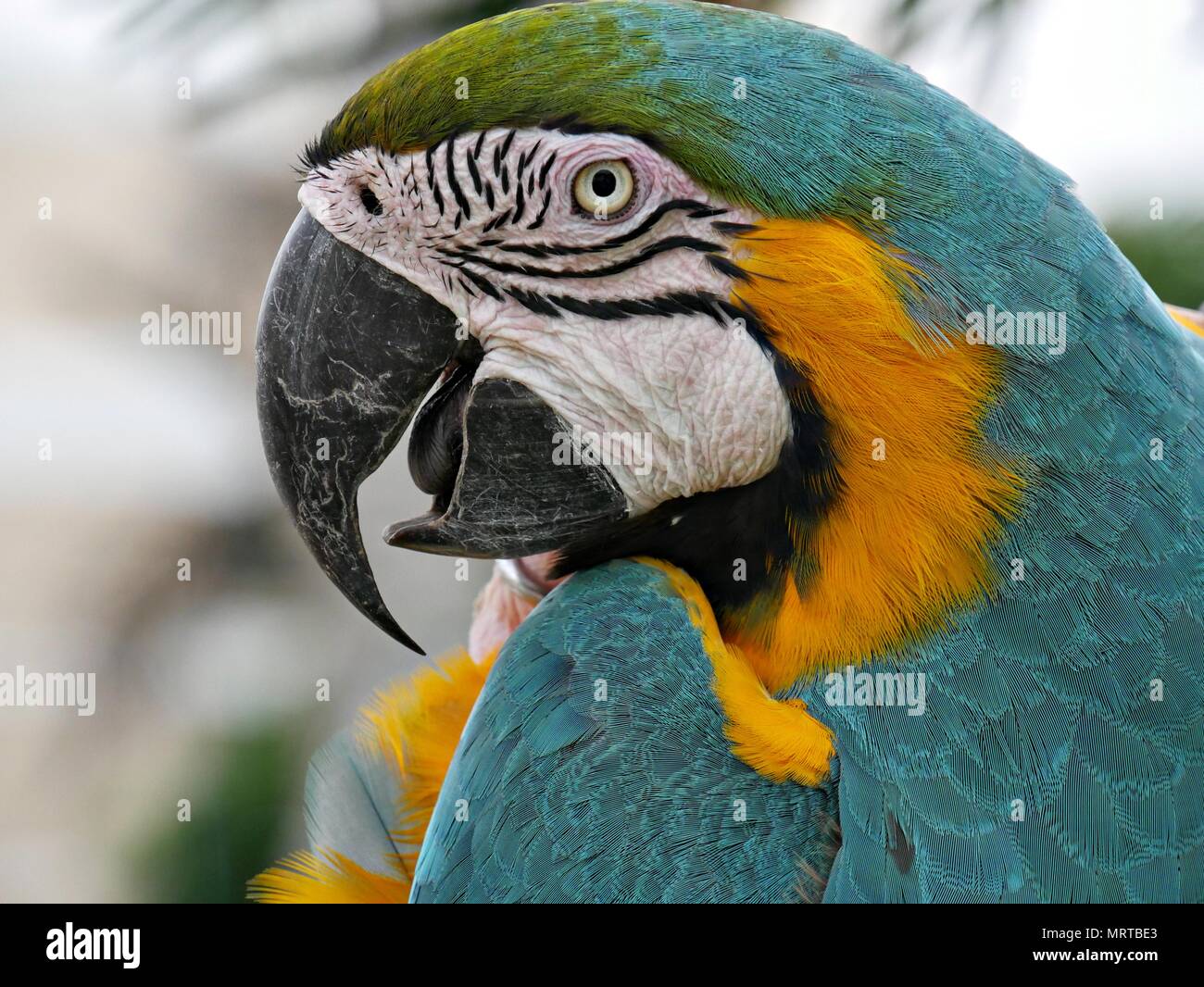 A colorful parrot in an upside down position in a branch Stock Photo ...