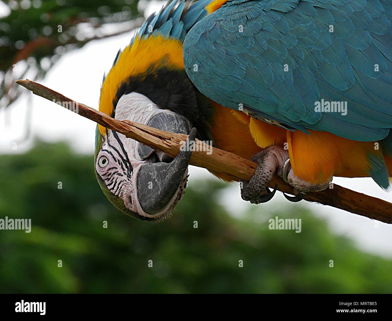 A colorful parrot sitting up but with beak biting a tree branch from ...