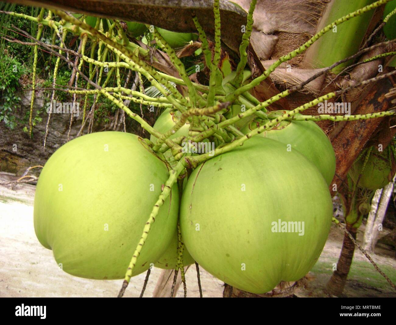Coconuts hanging from trees hi-res stock photography and images - Alamy