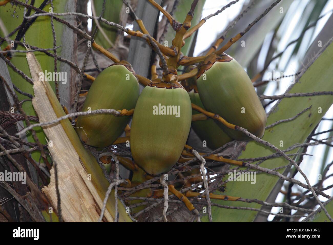 Coconuts hanging from tree hi-res stock photography and images - Alamy