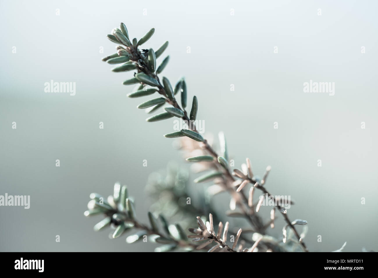 Floral Leaf Isolated Stock Photo - Alamy