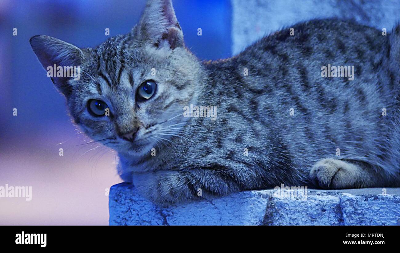 A side view of a gray cat sitting in alert position in a concrete block ...