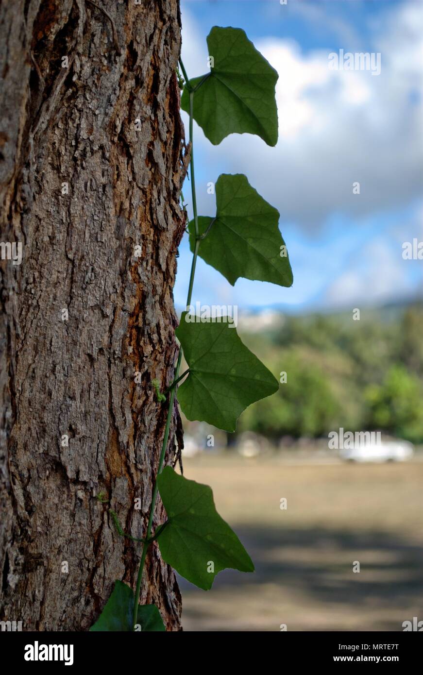 Green leaves crawling up a vine leaning on a big tree Stock Photo - Alamy