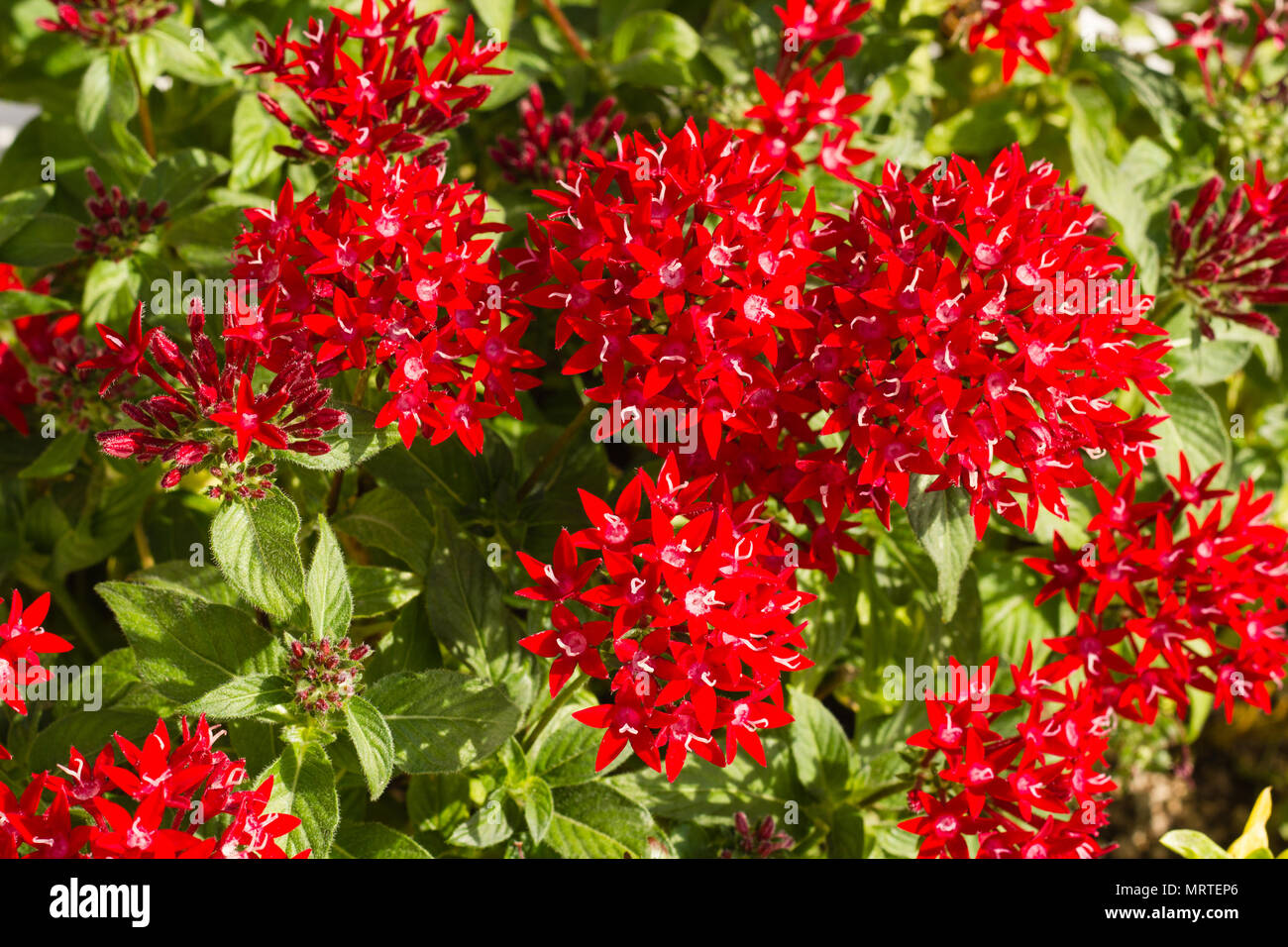 Bright red star cluster flowers hi-res stock photography and images - Alamy