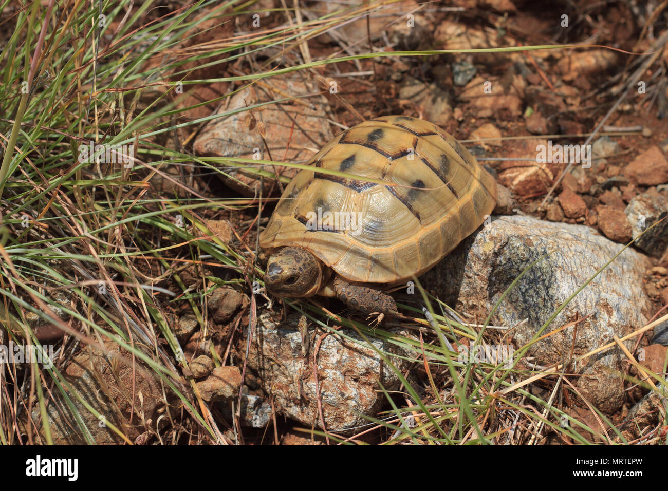 Turtle in wildlife turkey hi-res stock photography and images - Alamy